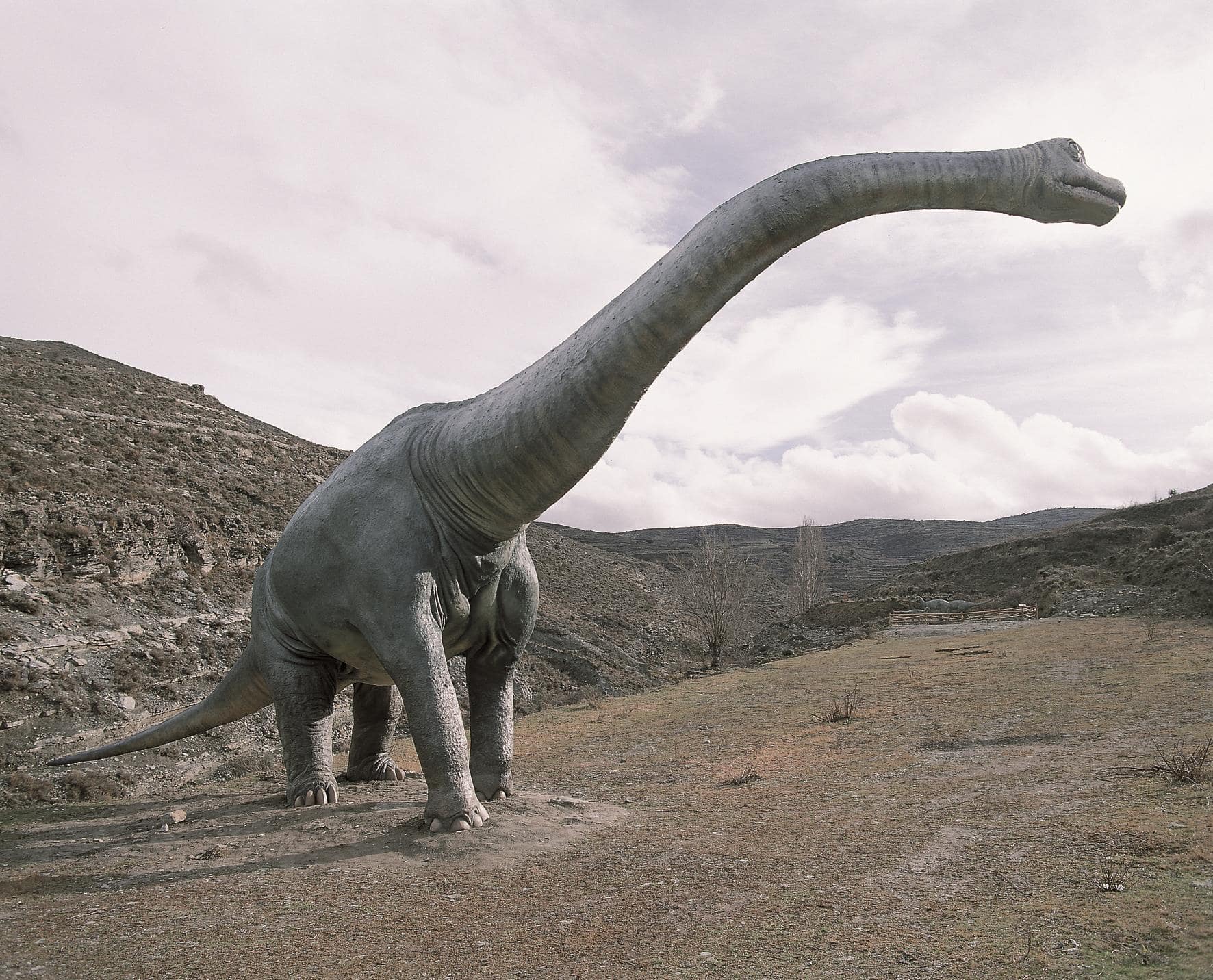 Where Can I See Real Dinosaur Tracks?