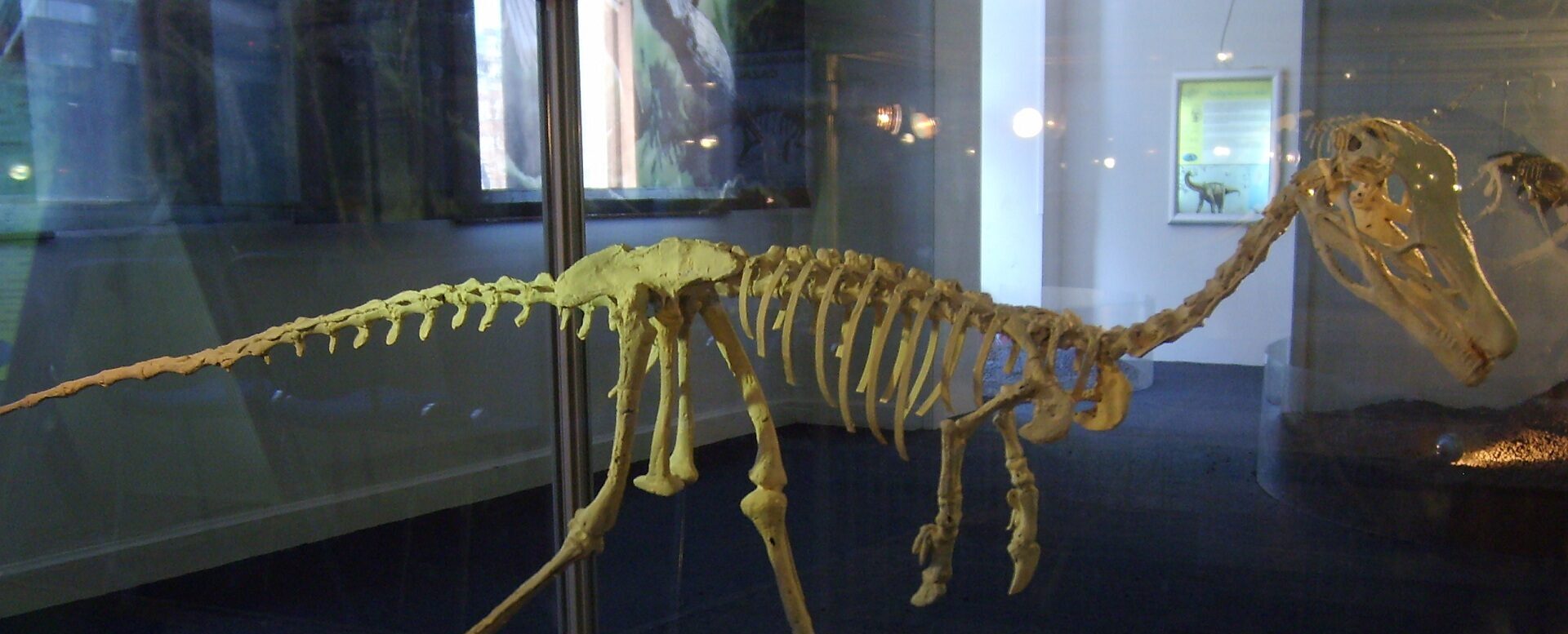 Alvarezsaurus: The Dual Diet Dinosaur