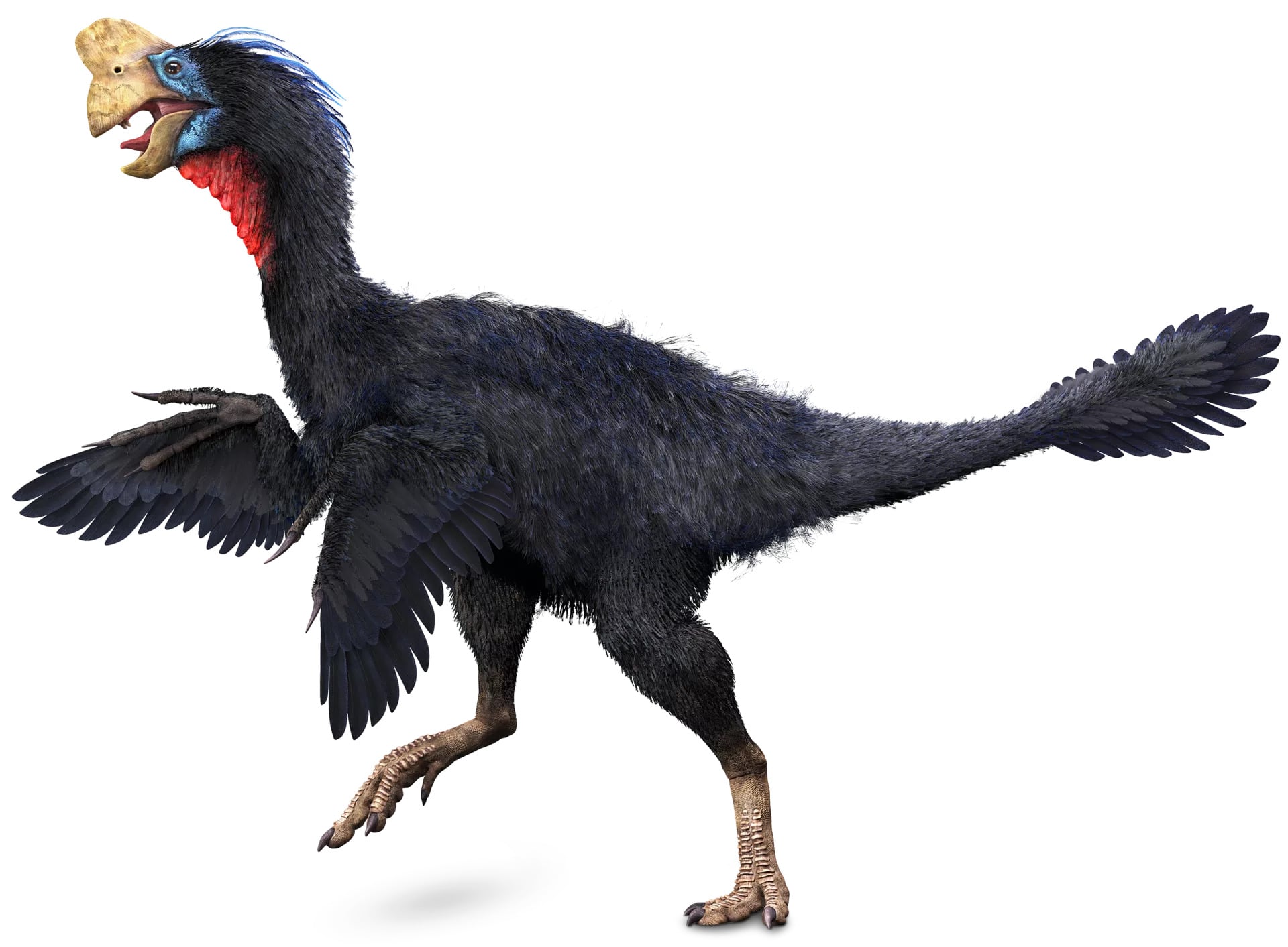 Citipati: A Bird-Like Dinosaur With a Unique Crest