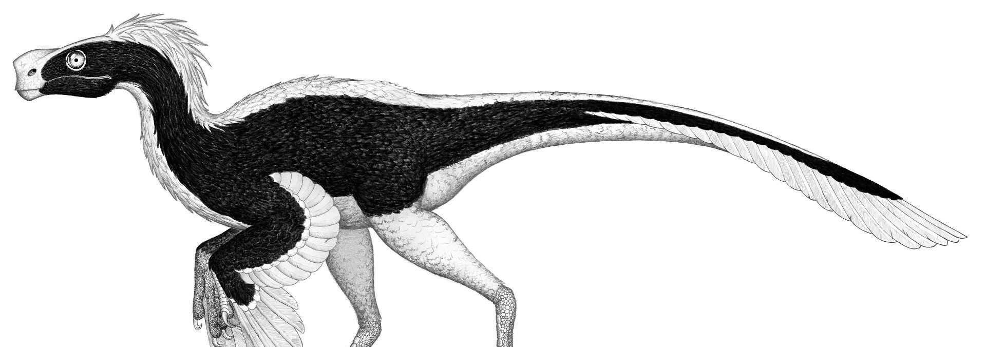 Microvenator: A Small Hunter of the Cretaceous